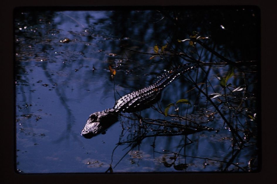 "Alligator" - Yale University Library